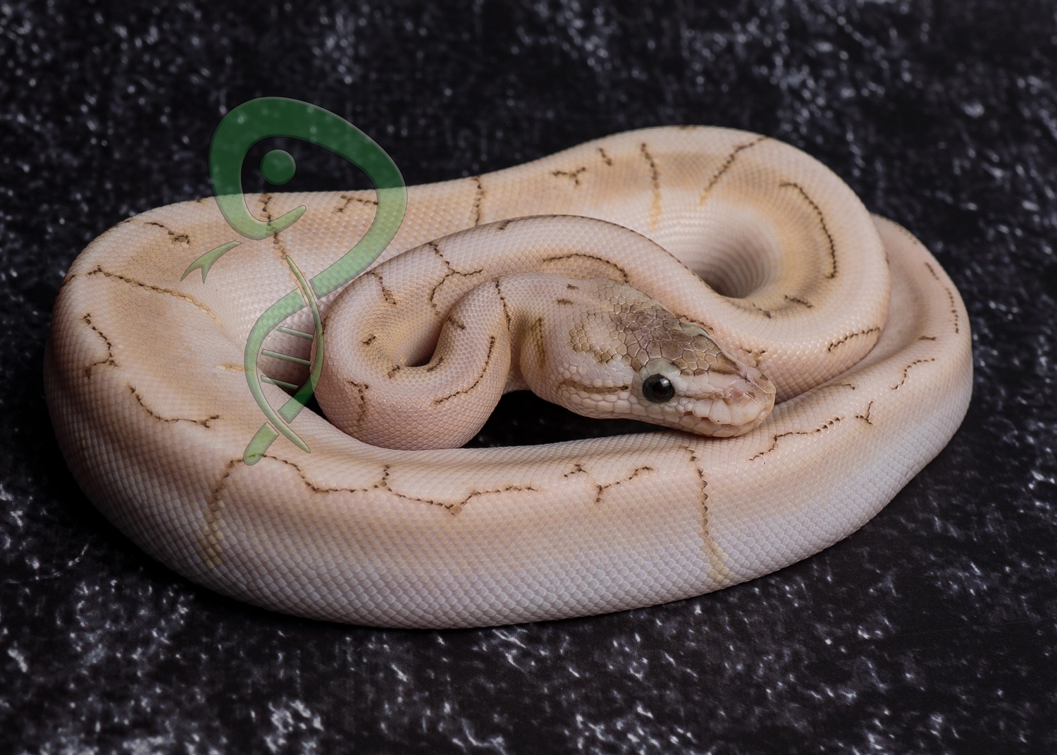 Bamboo Spinner Blast Ball Python by DnA Reptilia - MorphMarket
