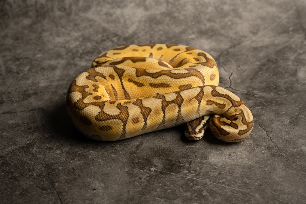 Enchi Spider Mojave Hurricane Ball Python by DnA Reptilia - MorphMarket