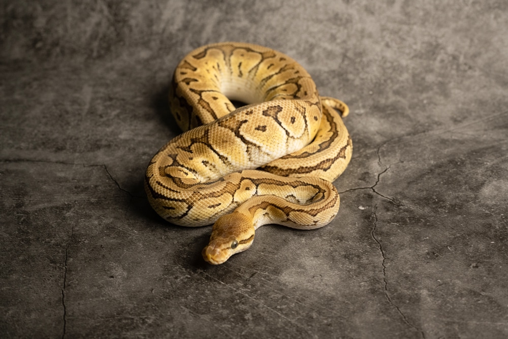 Pastel Jigsaw Ball Python by DnA Reptilia - MorphMarket