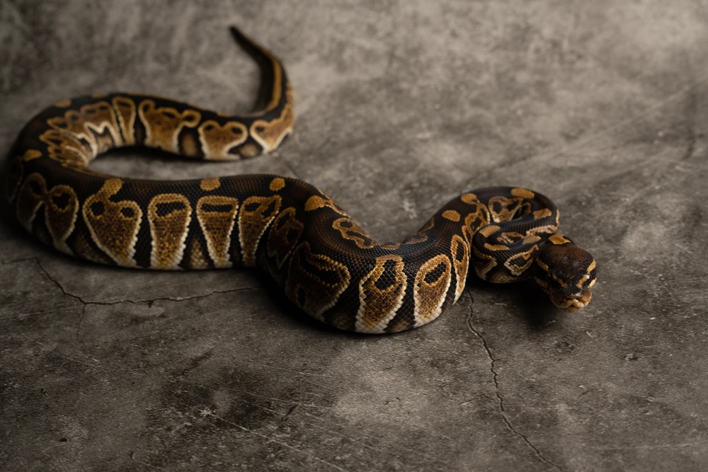 Low Expresion Hurricane Ball Python by DnA Reptilia - MorphMarket