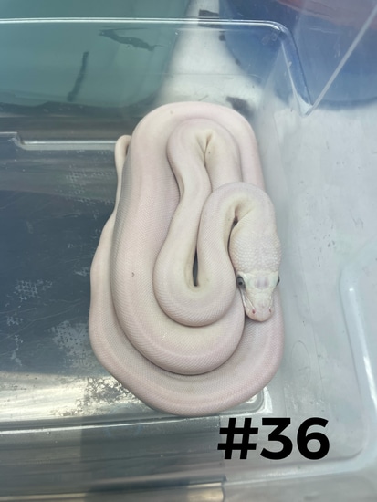 Golden Child Cow Reticulated Python by Dna Slithers & Critters