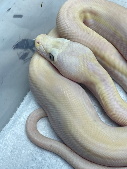 Cow Reticulated Python by Dna Slithers & Critters