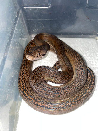 Golden Child Hogs Reticulated Python by Dna Slithers & Critters