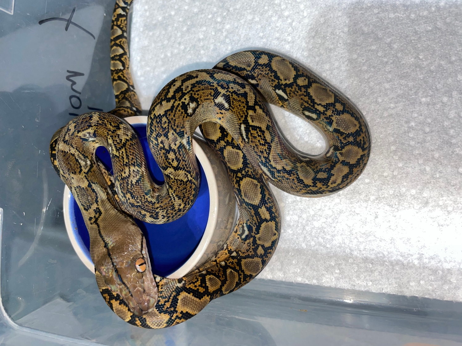 Normal Reticulated Python by Dna Slithers & Critters - MorphMarket