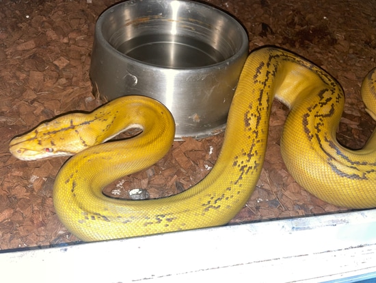 Mocha Golden Child Sunfire Reticulated Python by Dna Slithers & Critters