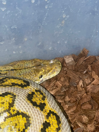 Proven Marble Jaguar Het Purple Reticulated Python by Dna Slithers ...