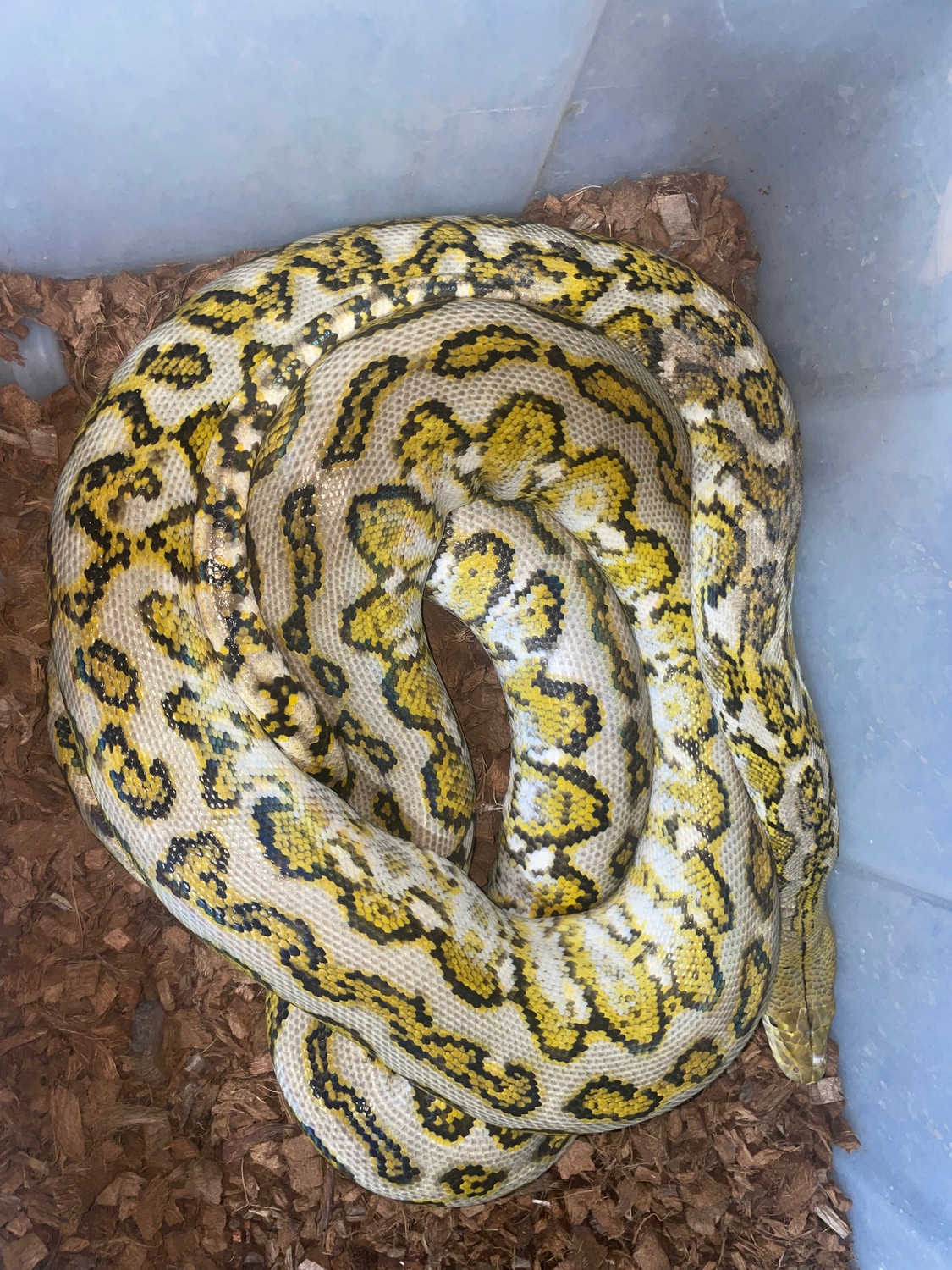 Proven Marble Jaguar Het Purple Reticulated Python by Dna Slithers ...