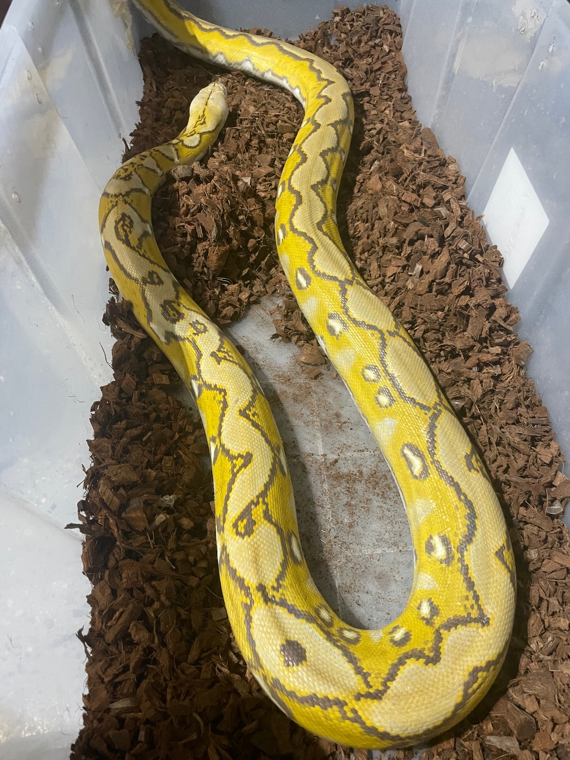 Mochino Sunfire Reticulated Python by Dna Slithers & Critters - MorphMarket