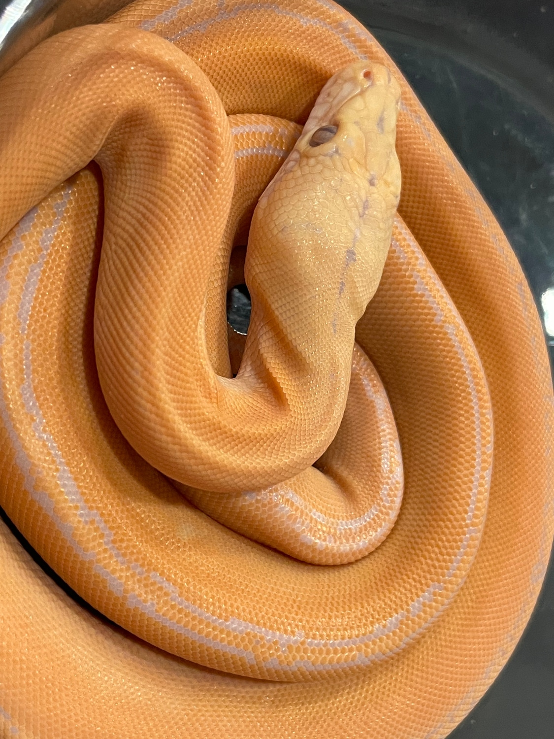 Lavender Motley Golden Child Reticulated Python by Dna Slithers ...