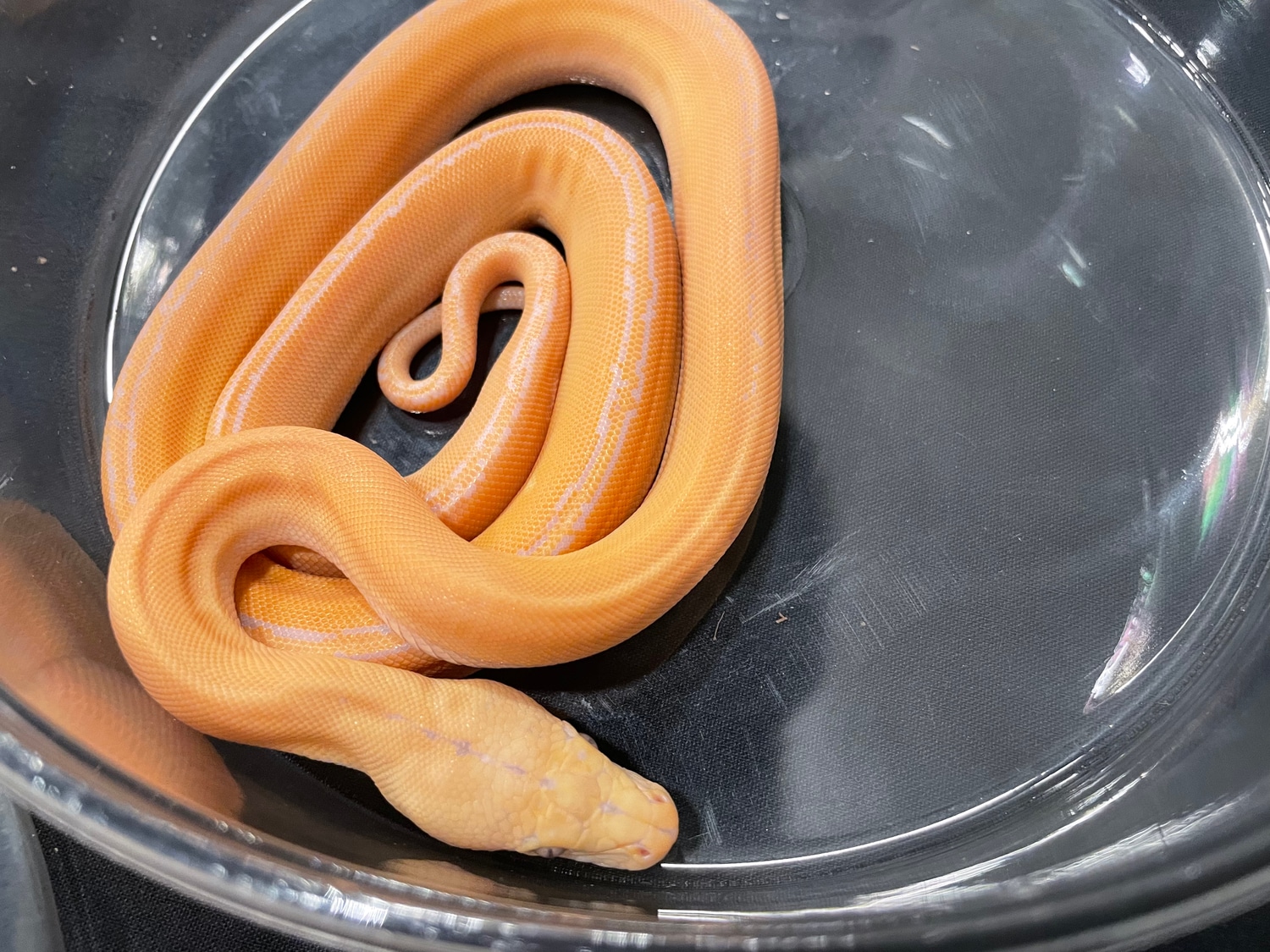Lavender Motley Golden Child Reticulated Python by Dna Slithers ...