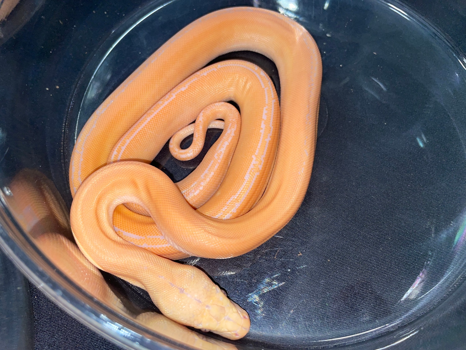 Lavender Motley Golden Child Reticulated Python by Dna Slithers ...