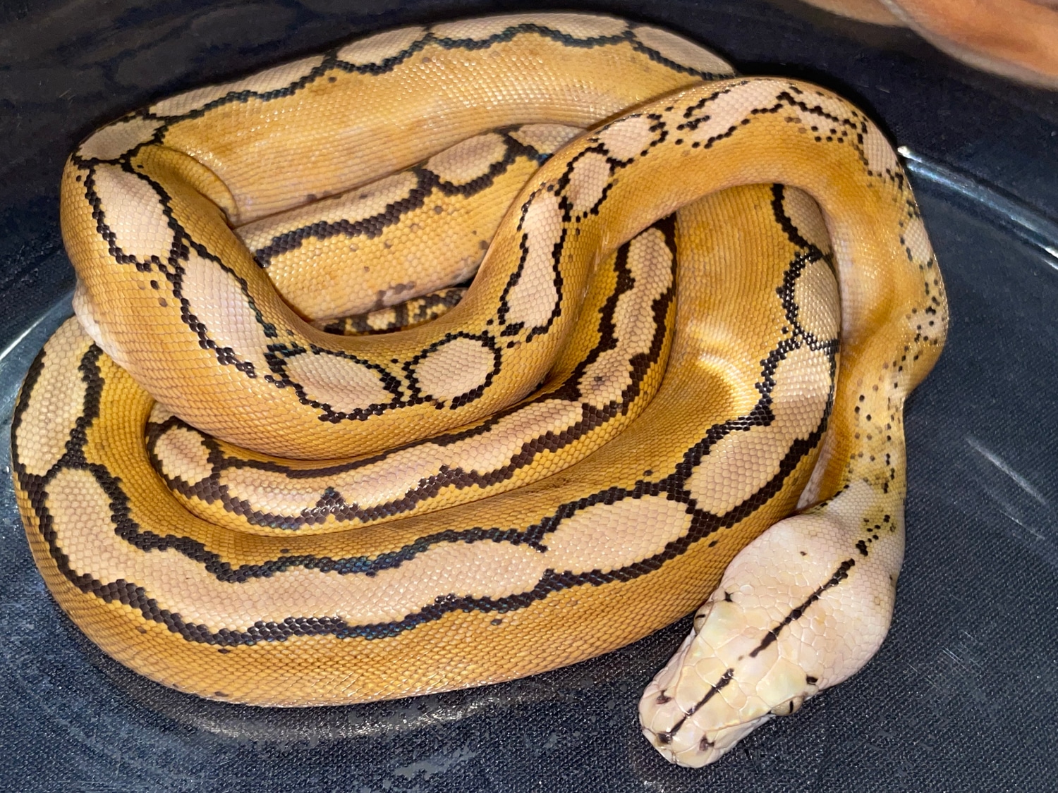 Platinum Motley Mocha 6.25% Jamp Reticulated Python by Dna Slithers ...