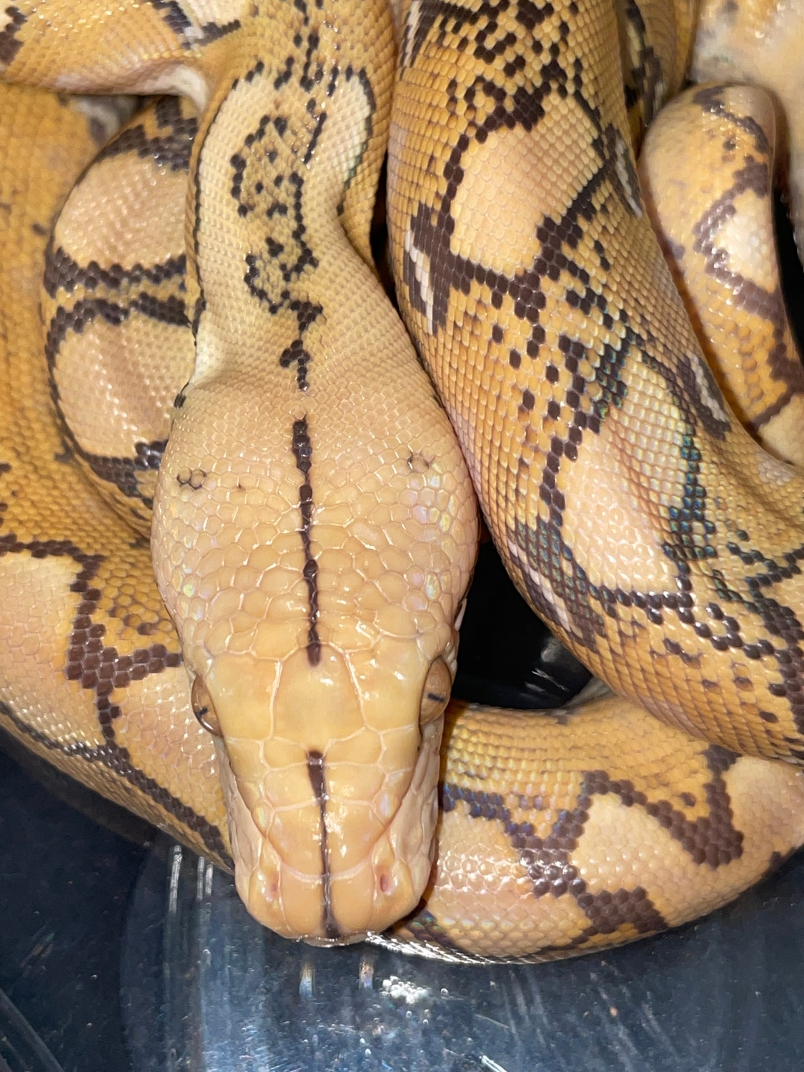 Platinum Mochino Reticulated Python by Dna Slithers & Critters ...