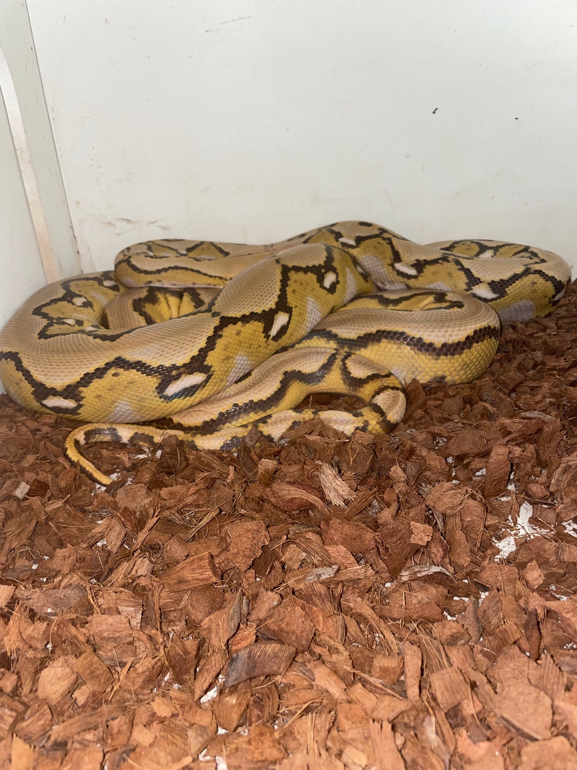 Mocha Sunfire Reticulated Python by Dna Slithers & Critters - MorphMarket