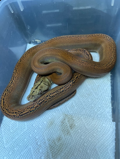 Mocha Golden Child Reticulated Python by Dna Slithers & Critters