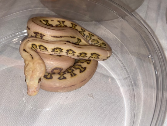 Orange Glow Jaguar Tiger Reticulated Python by Dna Slithers & Critters