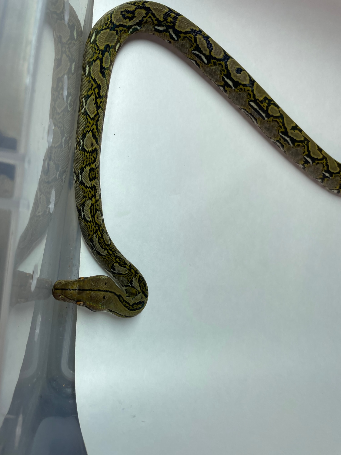 Normal Reticulated Python by Dna Slithers & Critters - MorphMarket