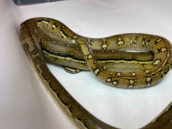 F2 Anthrax Pos Het Ghost Reticulated Python by Dna Slithers & Critters