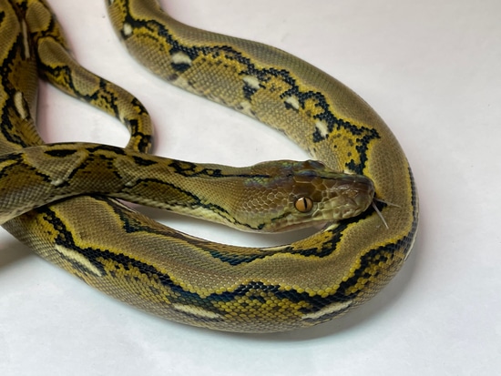 F2 Normal Reticulated Python by Dna Slithers & Critters