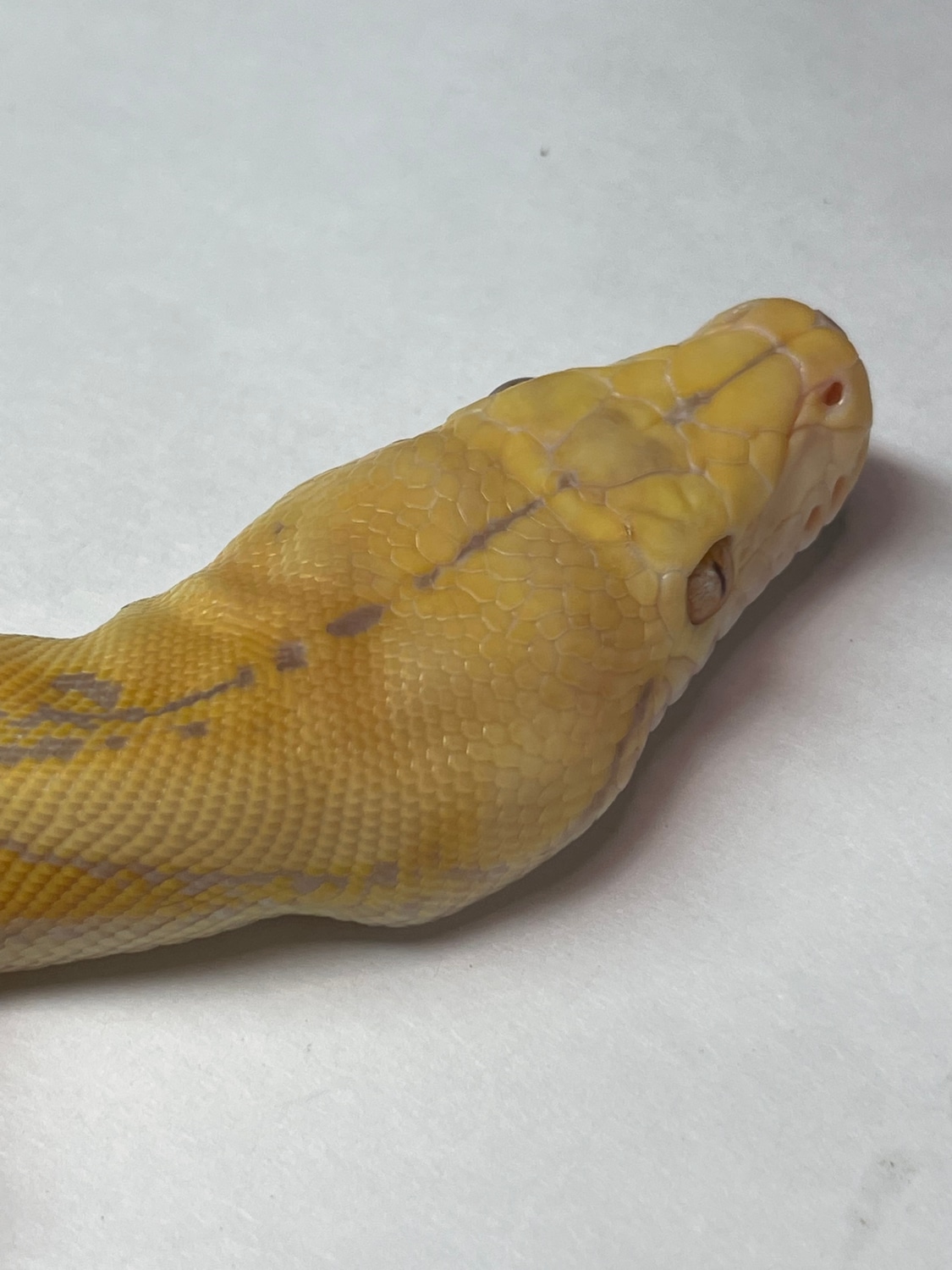 Lavender Motley Reticulated Python by Dna Slithers & Critters - MorphMarket