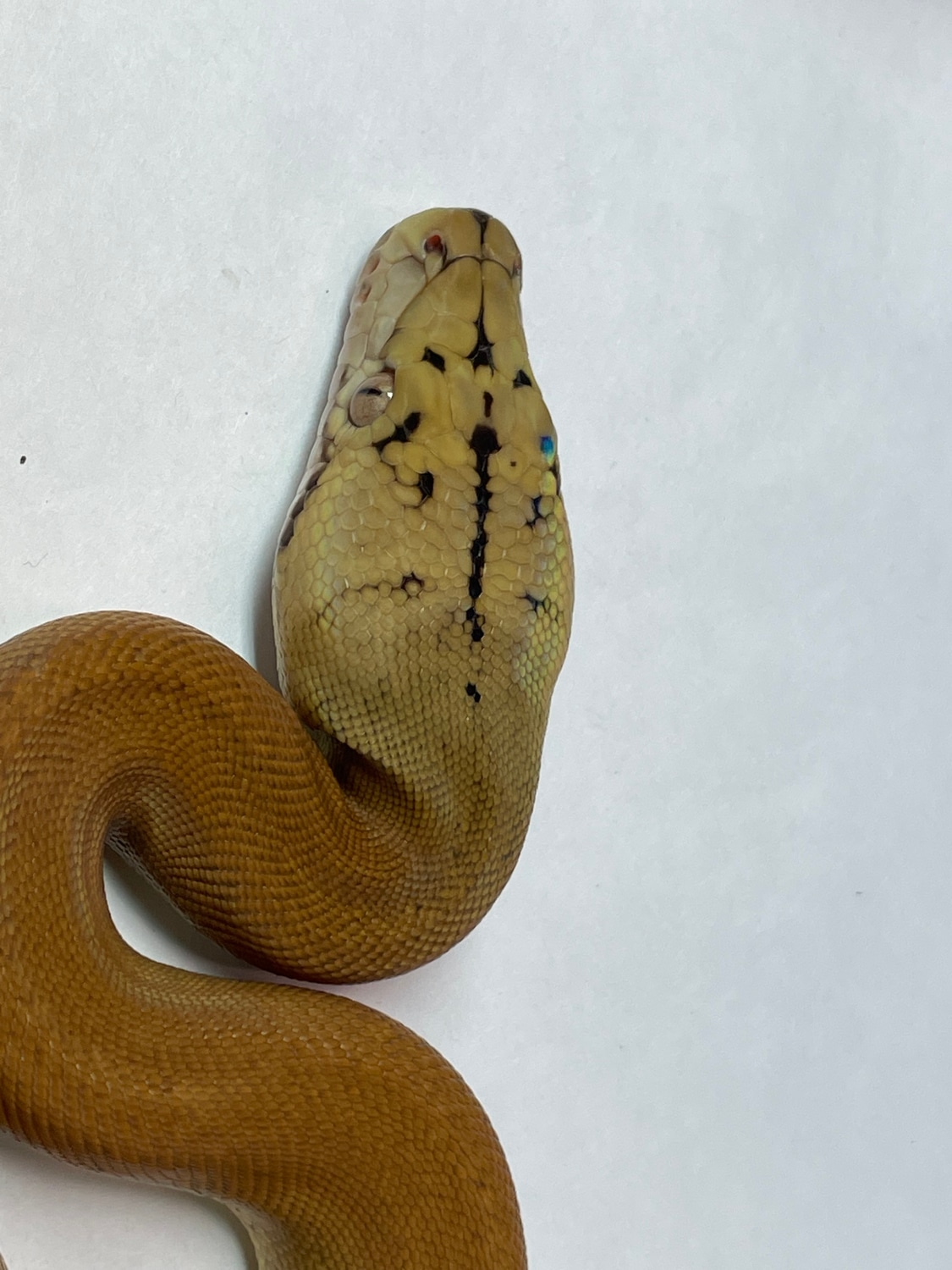 Platinum Mocha Golden Child 6.25% Jamp Reticulated Python by Dna ...