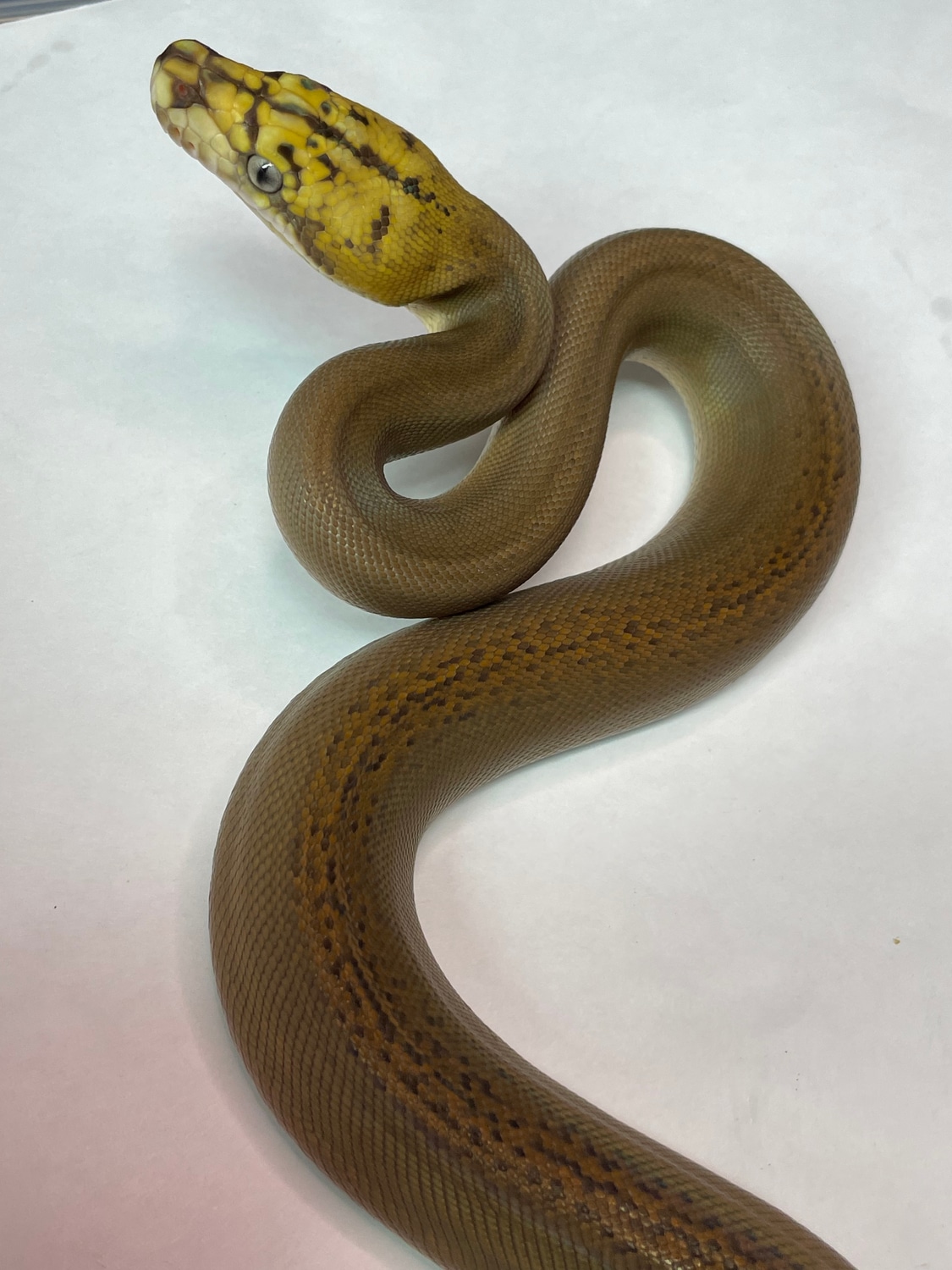 On Sale Till January Mochino Motley Golden Child 6.25% Jamp Reticulated ...