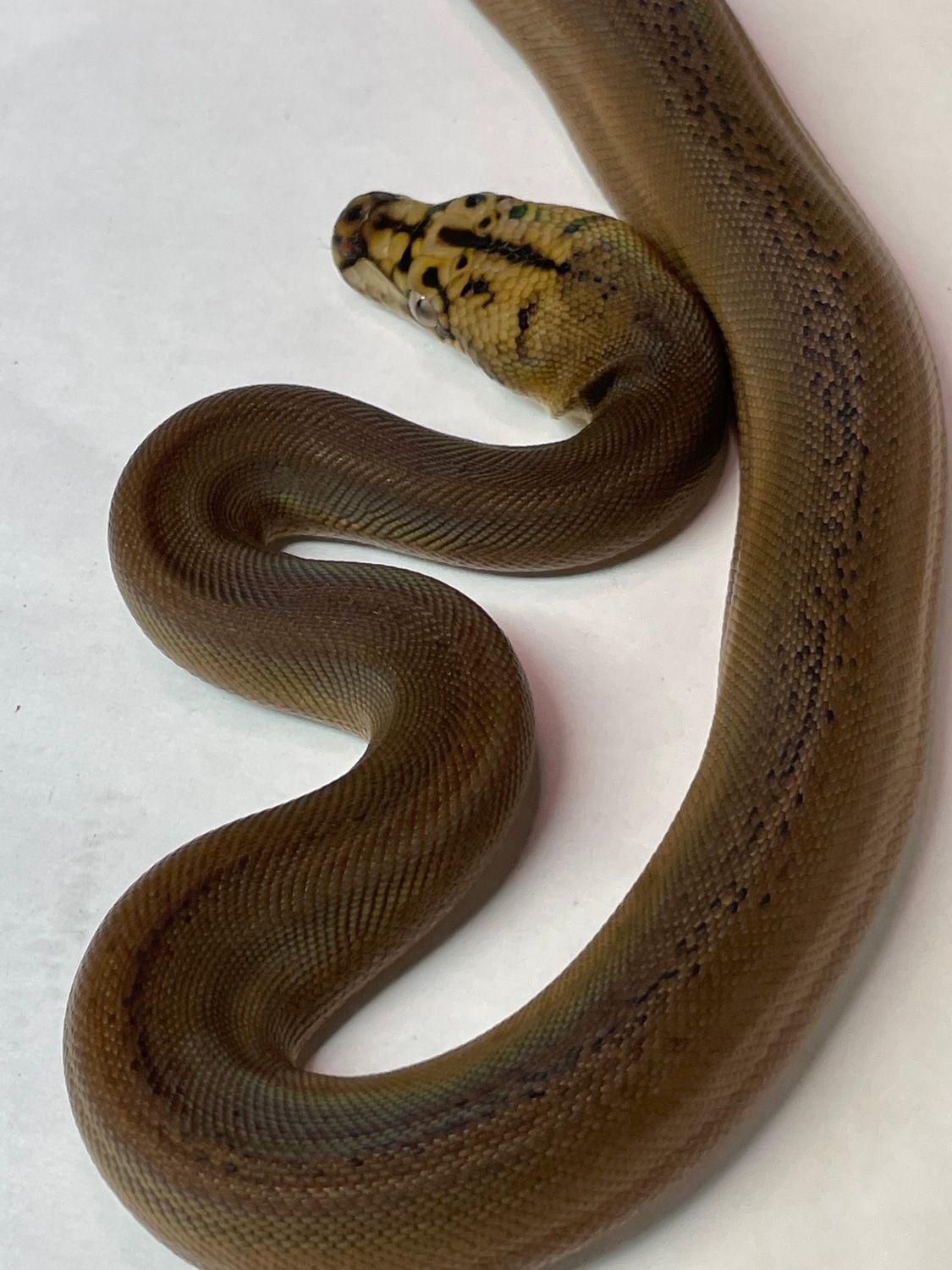 On Sale Till January Mocha Motley Golden Child 6.25% Jamp Reticulated ...