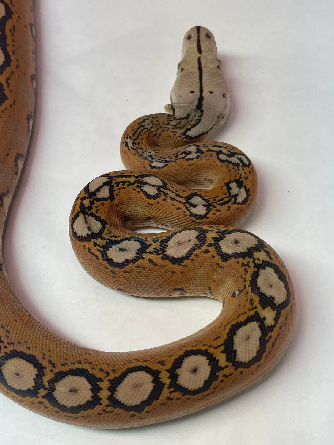 Mochino Motley Reticulated Python by Dna Slithers & Critters - MorphMarket