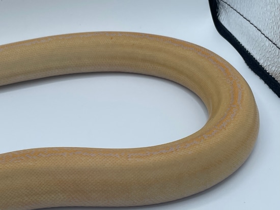 On Sale Till January Platinum Lavender Motley Golden Child 6.25% Jamp ...