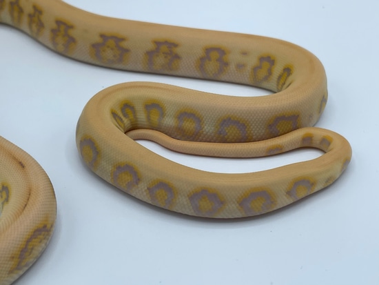 Purple Tiger Jaguar Reticulated Python by Dna Slithers & Critters