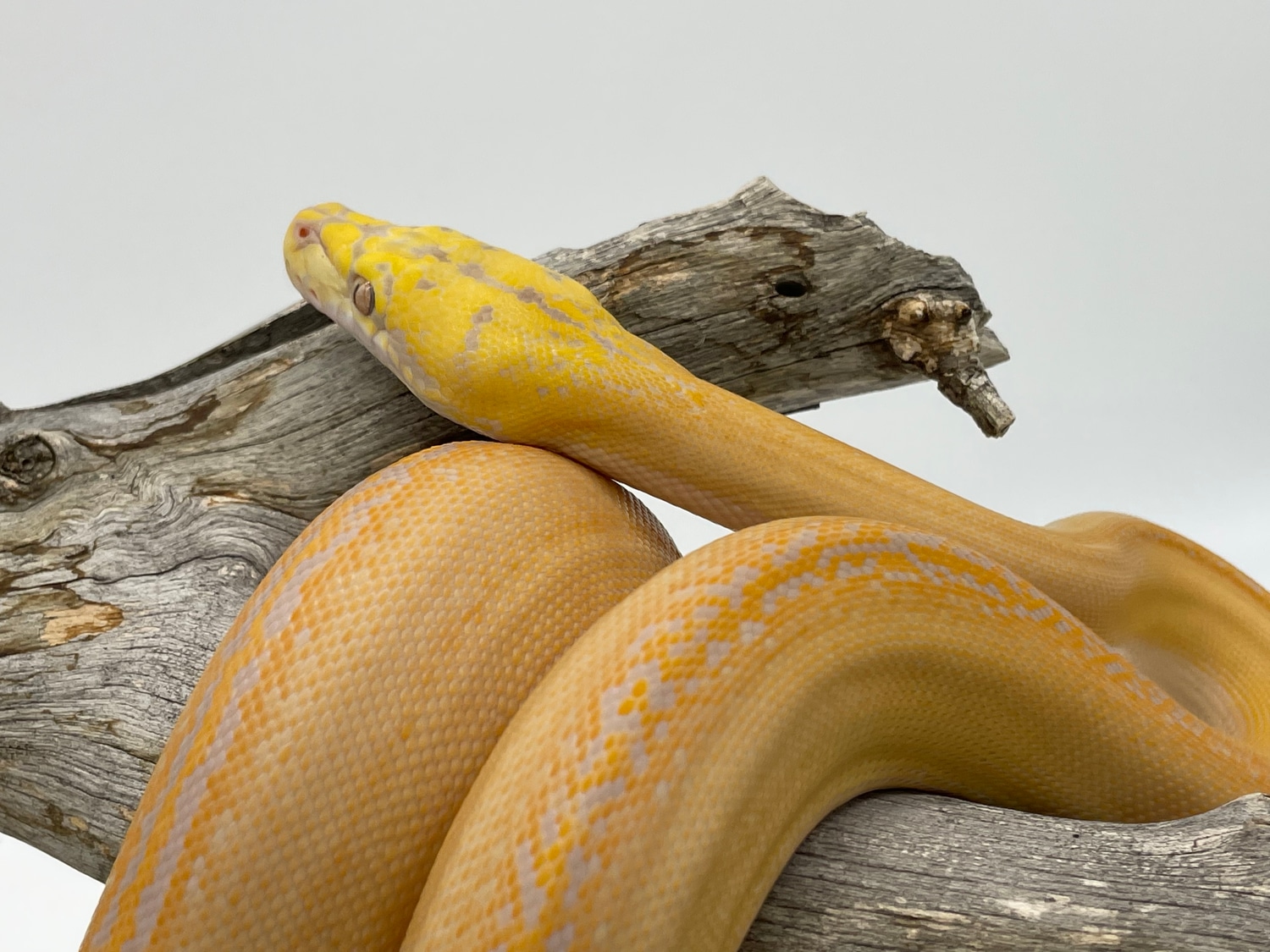 Platinum Motley Golden Child Lavender 6.25% Jamp Reticulated Python by ...