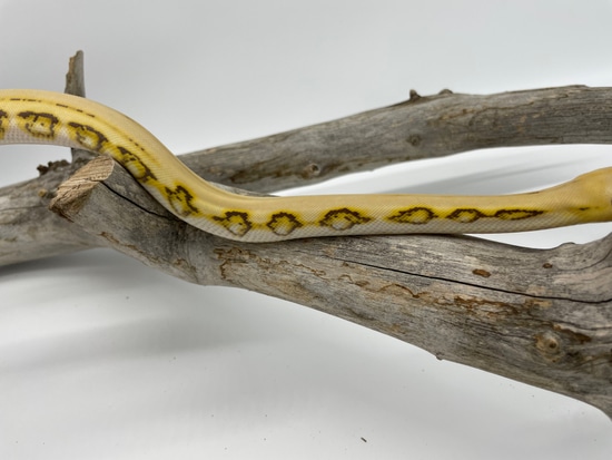 Orange Glow Jaguar Tiger Reticulated Python by Dna Slithers & Critters