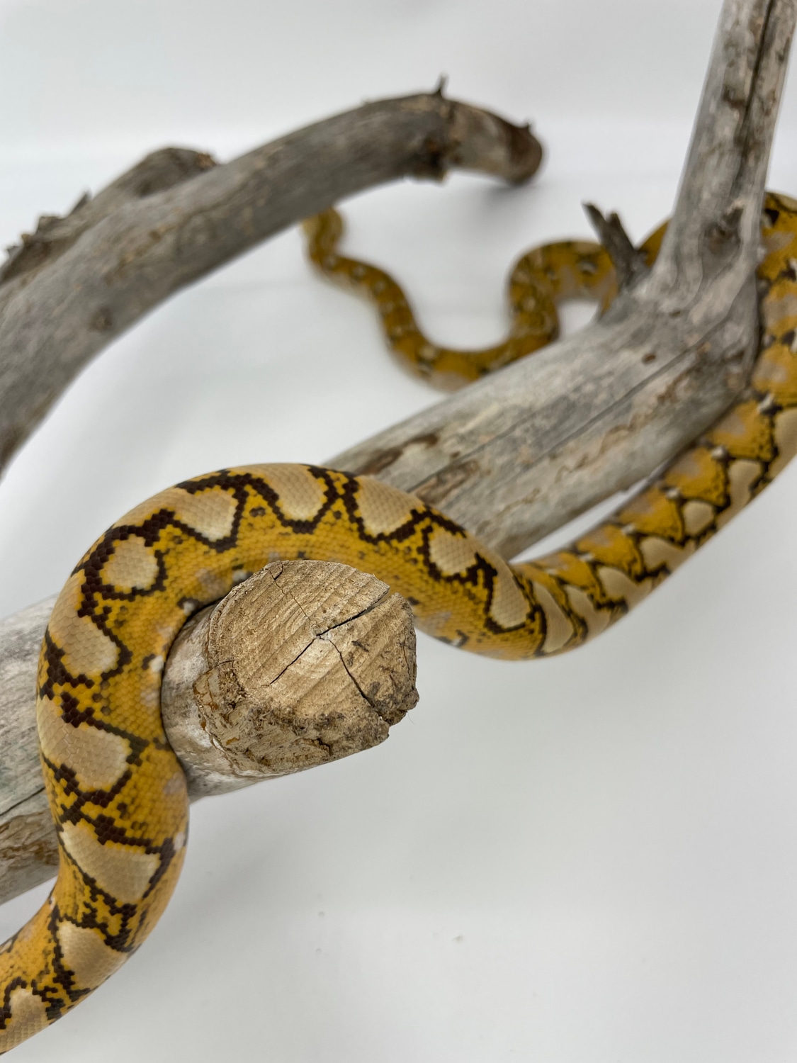 Platinum Mocha Reticulated Python by Dna Slithers & Critters - MorphMarket
