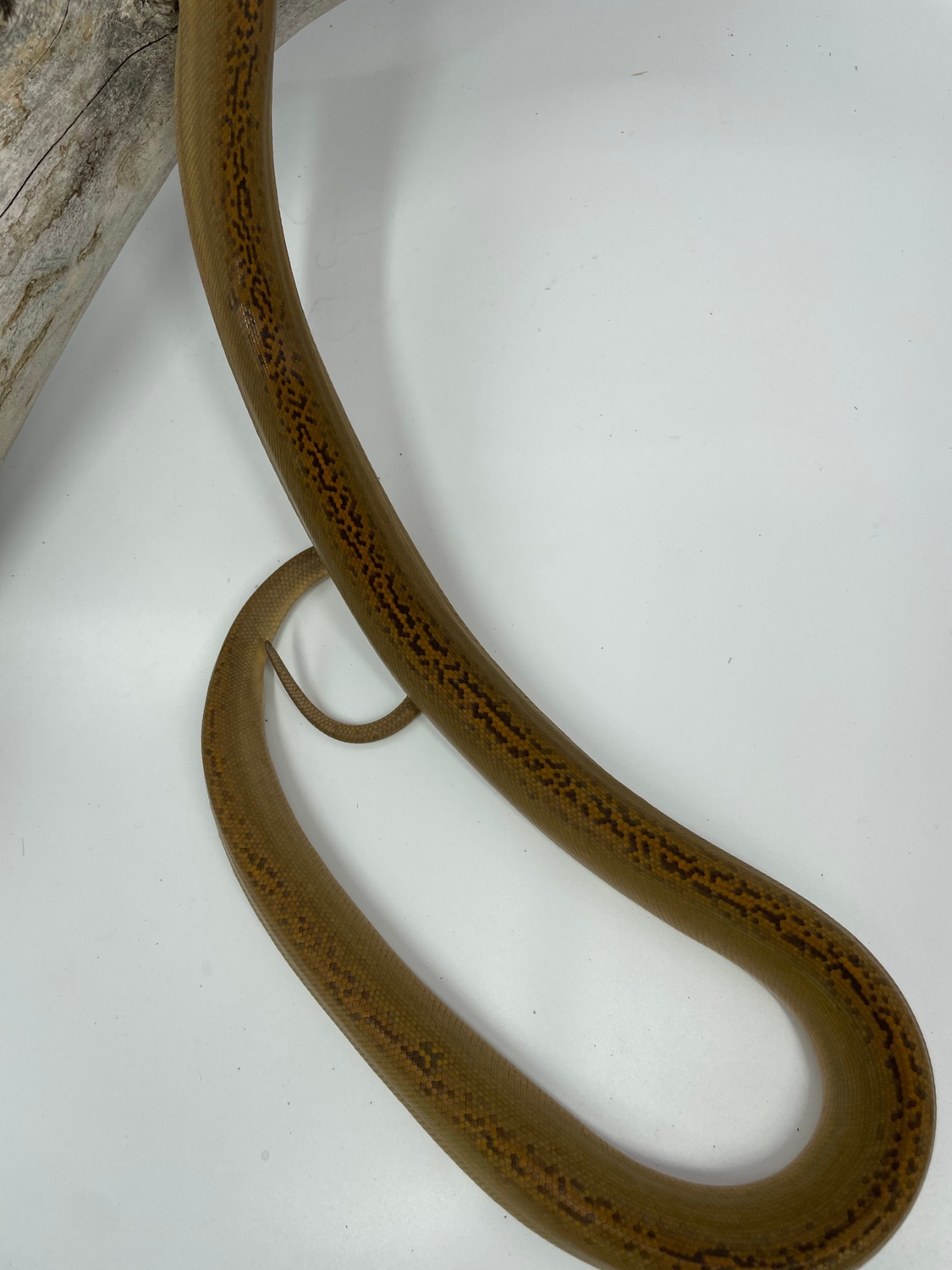 Mochino Motley Golden Child 6.25% Jamp Reticulated Python by Dna ...