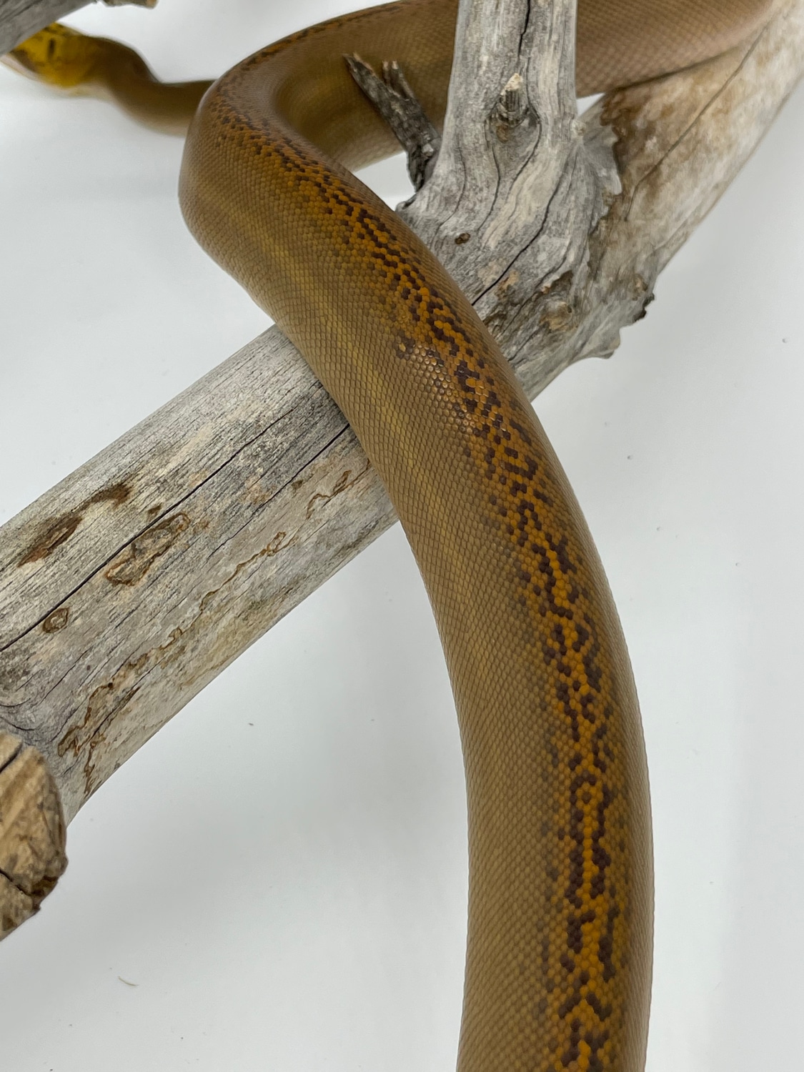 Mochino Motley Golden Child 6.25% Jamp Reticulated Python by Dna ...