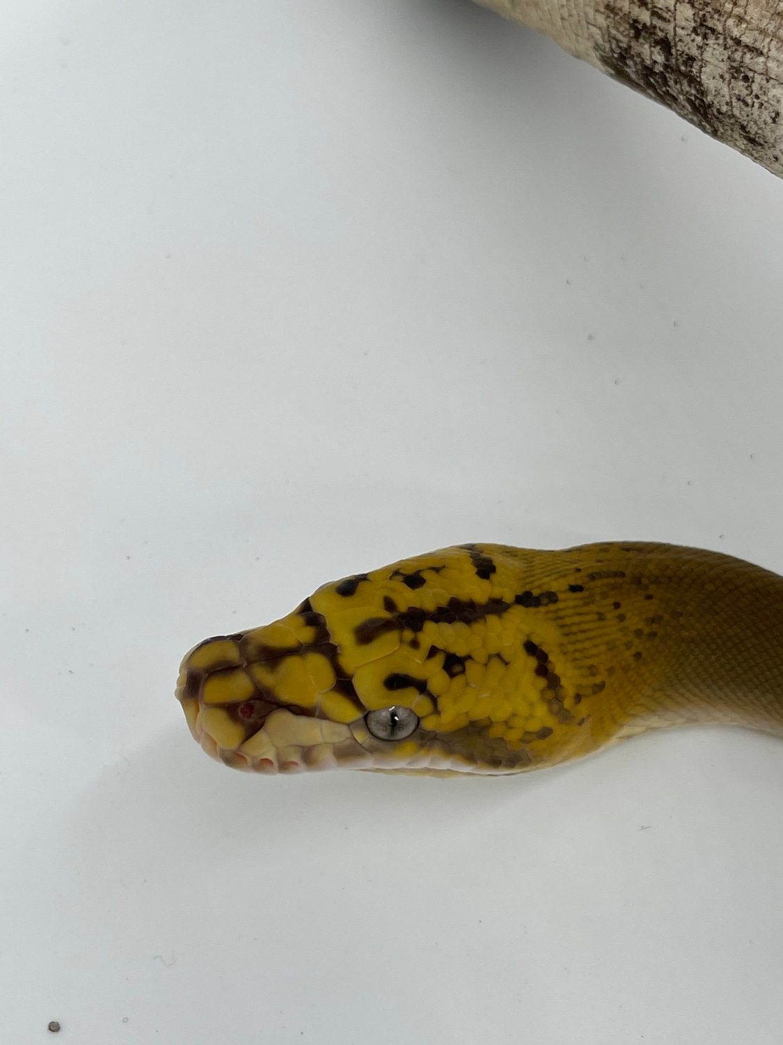 Mochino Motley Golden Child 6.25% Jamp Reticulated Python by Dna ...