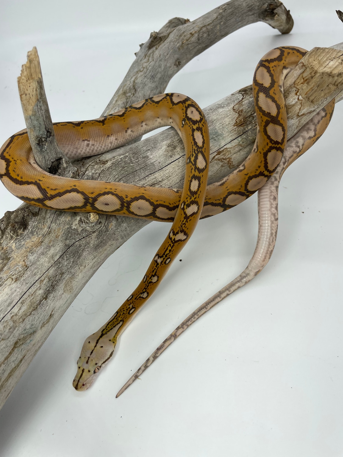 Mochino Motley 6.25% Jamp Reticulated Python by Dna Slithers & Critters ...