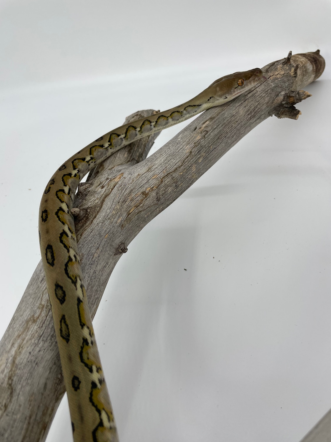 Jaguar Reticulated Python by Dna Slithers & Critters - MorphMarket