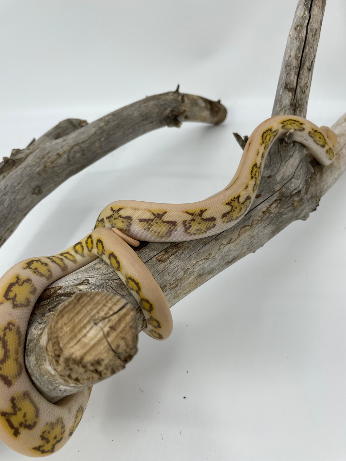 Sale **** This Week OnlyOrange Glow Tiger Jaguar Reticulated Python by ...