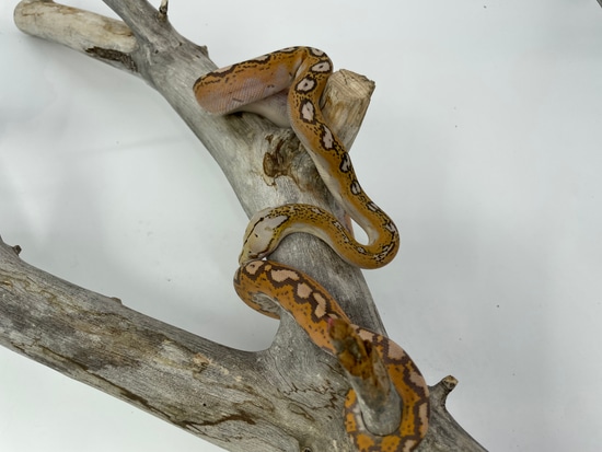 Mochino Motley 6.25% Jamp Reticulated Python by Dna Slithers & Critters