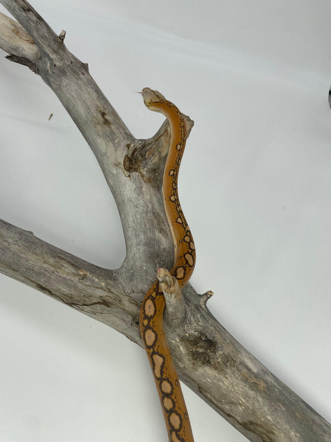 Mochino Motley 6.25% Jamp Reticulated Python by Dna Slithers & Critters ...