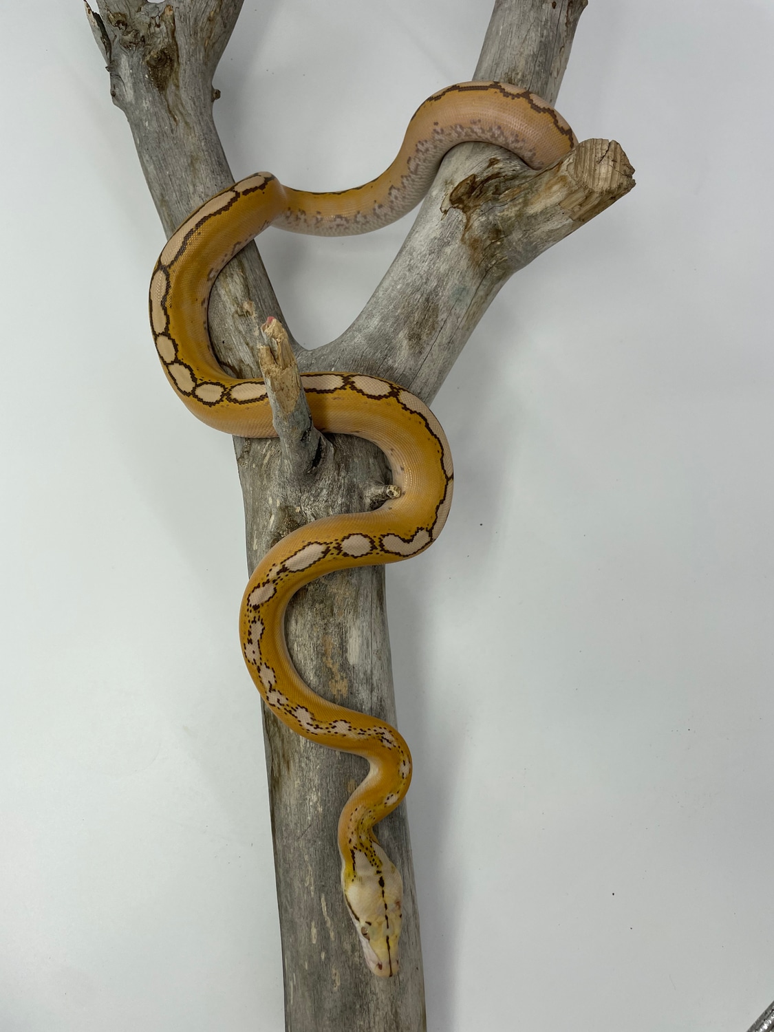 Mochino Motley Platinum 6.25% Jamp Reticulated Python by Dna Slithers ...