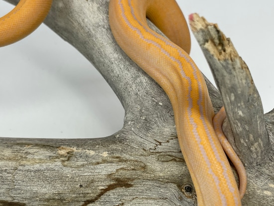 Lavender Golden Child 6.25% Jamp Reticulated Python by Dna Slithers ...