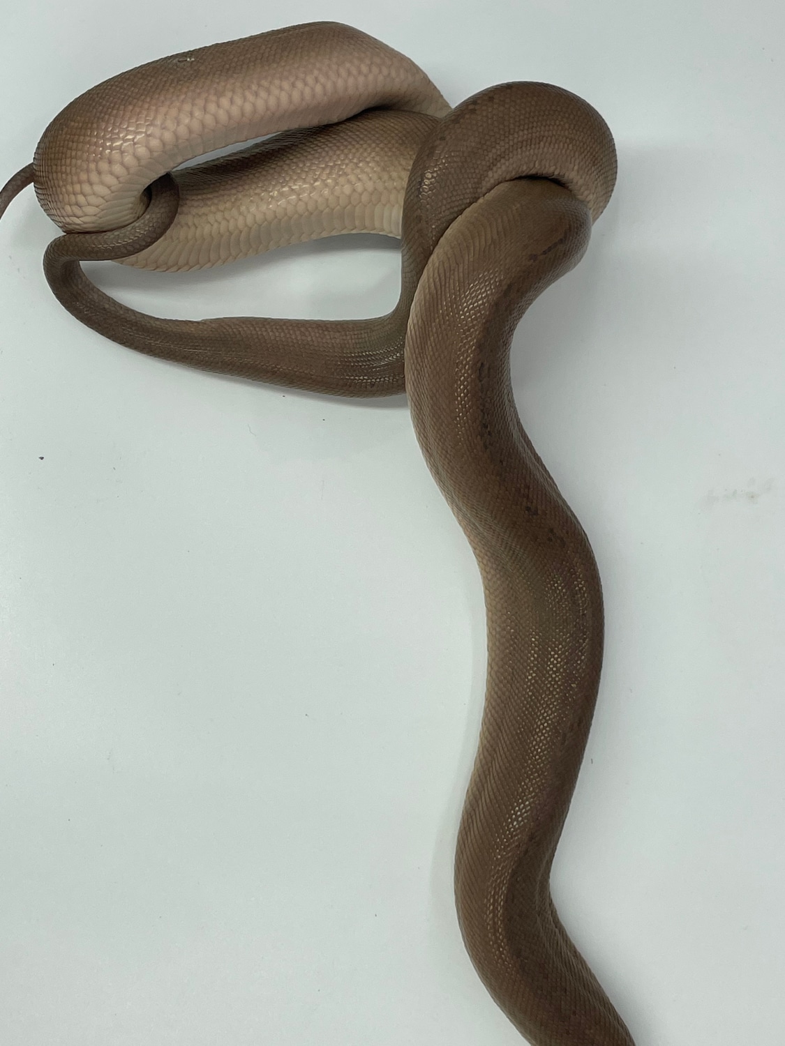 Mochino Motley Golden Child 6.25% Jamp Reticulated Python by Dna ...