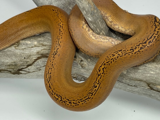 Mochino Golden Child Purple Tail 6.25% Jamp Reticulated Python by Dna ...