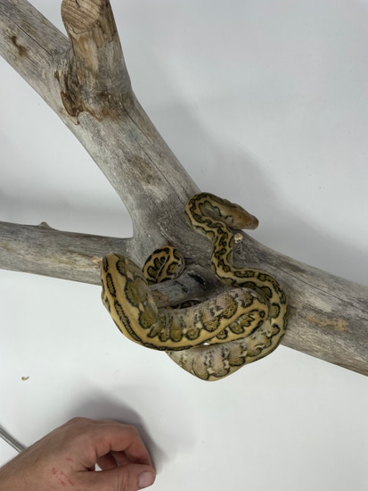 Marble Jaguar Het Purple Reticulated Python by Dna Slithers & Critters