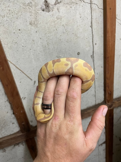 Pastel Lesser Banana Ball Python by Dna Slithers & Critters