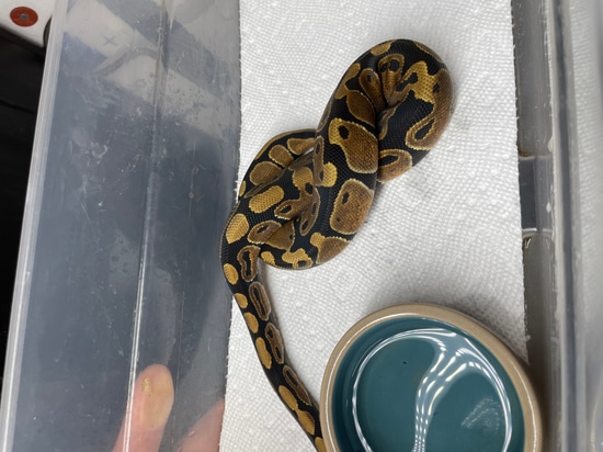 Normal Ball Python by Dna Slithers & Critters