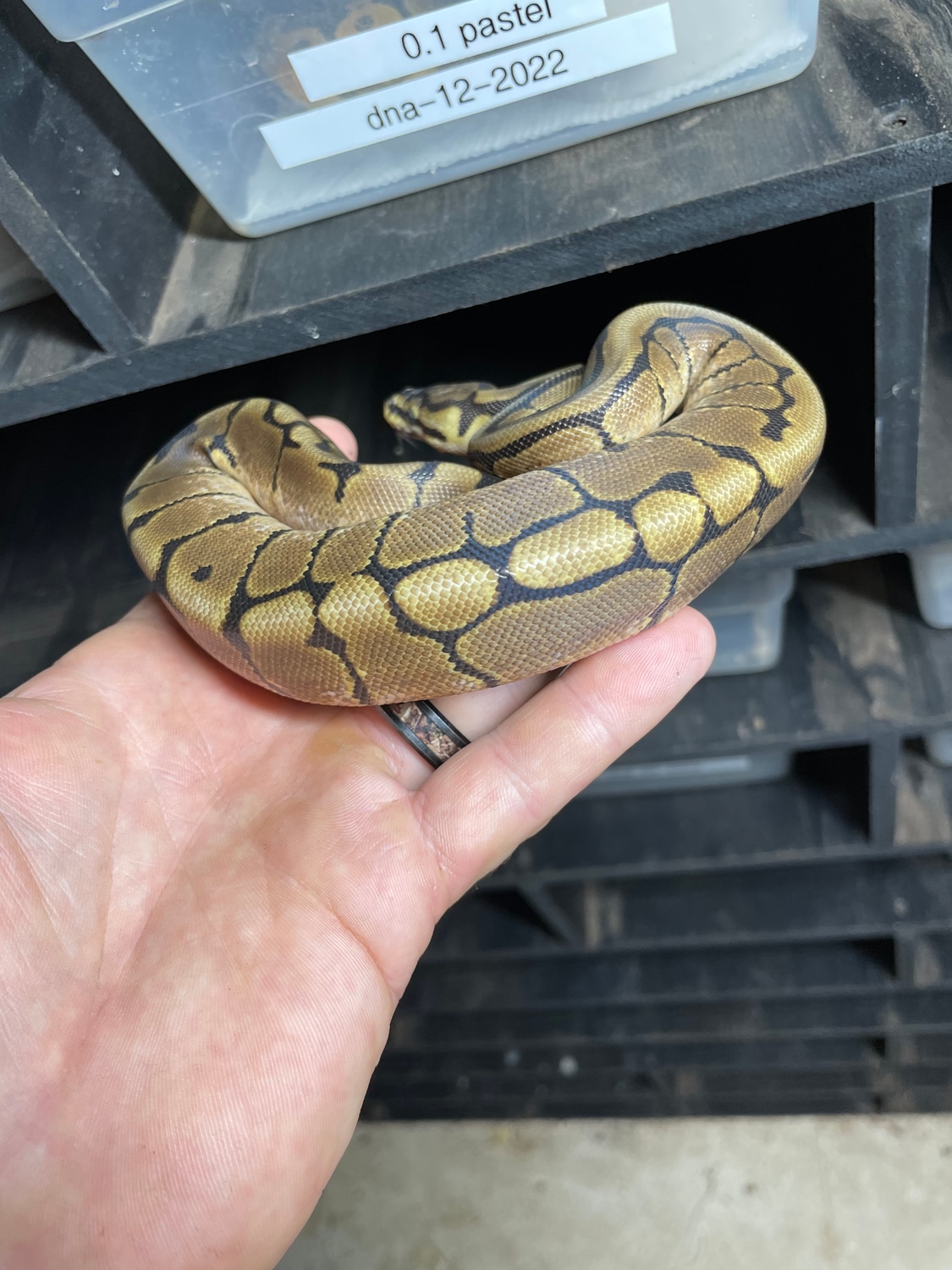 Spider Ph Ghost Ball Python by Dna Slithers & Critters - MorphMarket