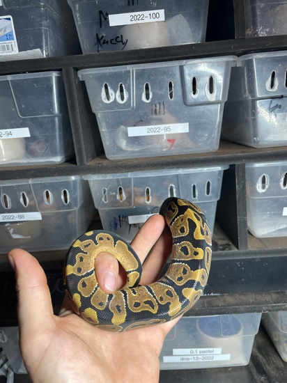 Normal Ph Hypo Ball Python by Dna Slithers & Critters